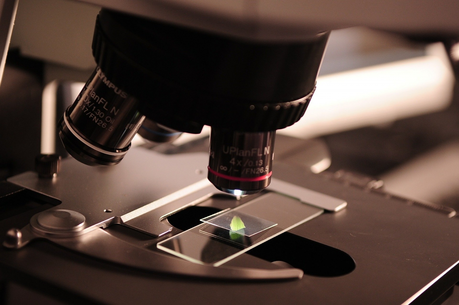 Doing a PhD in Microbiology | DiscoverPhDs